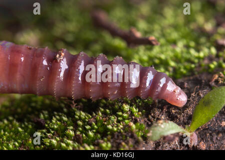 Earthworm showing setae Stock Photo - Alamy