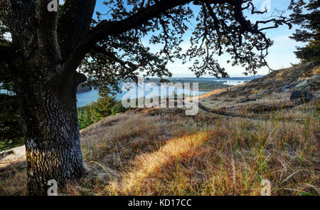 Looking down on Massacre Bay from under a Garry oak tree and grassy ...
