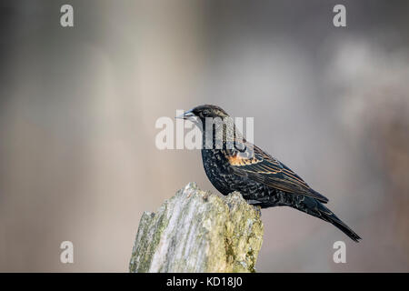 Red-winged blackbird male immature Stock Photo - Alamy