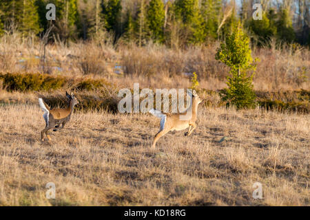 White-tailed Deer flagging her tail (Odocoileus virginianus Stock Photo ...