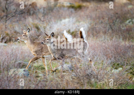 White-tailed Deer flagging her tail (Odocoileus virginianus Stock Photo ...