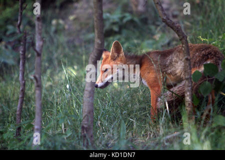 Red fox in alpine mountains Stock Photo - Alamy