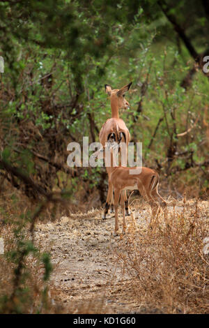 little impala at Tanzania safari Stock Photo - Alamy