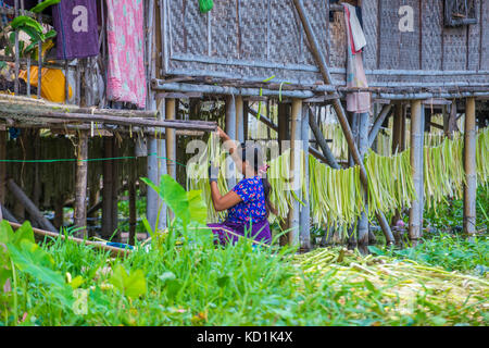 Intha woman working on her floating garden in Inle lake Myanmar Stock ...