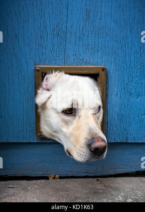Labrador head in cat flap - landscape Stock Photo - Alamy