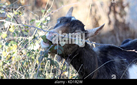 goat grazing wild blackberry bush . domestic and farm animals theme ...