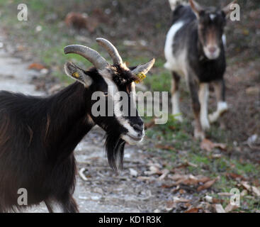 picture of a goats on an asphalt road Stock Photo - Alamy