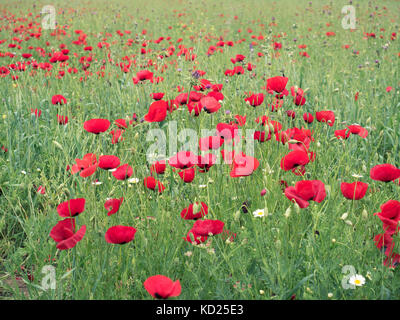 poppy field in spring Stock Photo - Alamy