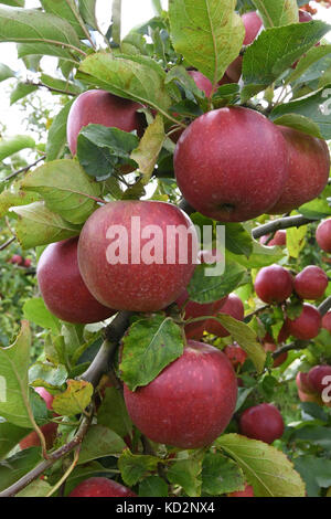 Jork, Germany. 9th Oct, 2017. Jonagored apples hanging from a tree at ...