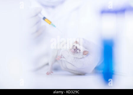 Laboratory worker injecting white rat using syringe Stock Photo - Alamy