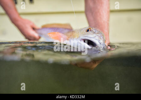 Man releasing small redfish Stock Photo - Alamy