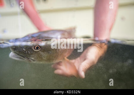 Man releasing small redfish Stock Photo - Alamy
