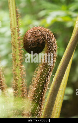 Macro detail of the Cibotium barometz (golden chicken fern or woolly fern Stock Photo - Alamy