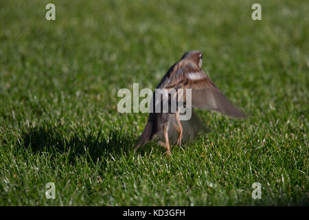 pied wagtail starting to fly Stock Photo - Alamy