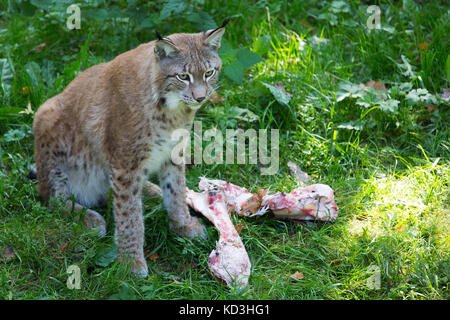 lynx with his food Stock Photo - Alamy