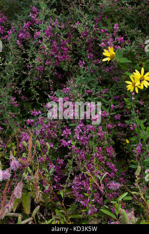 Beautiful pink flowers of Lespedeza thunbergii. Thunberg bush clover ...