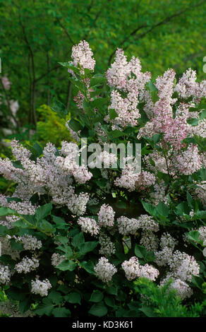 Syringa Miss Kim Lilac flower Syringa patula Stock Photo - Alamy