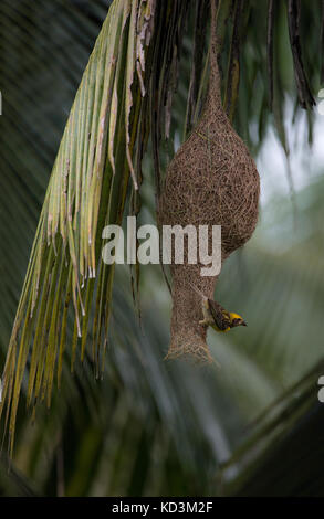 Weaver bird weaving its nest Stock Photo - Alamy