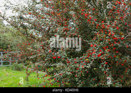 Cotoneaster (hybridus pendulus). Evergreen shrub with white flowers in ...