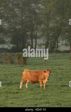 Early Morning Farm views Stock Photo - Alamy