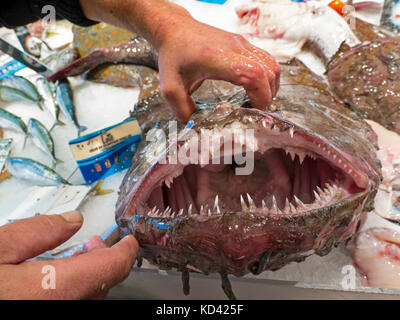 MONKFISH JAWS TEETH French Breton fishmongers Open jaws of the sharp ...