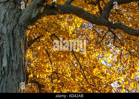shagbark hickory tree Stock Photo - Alamy