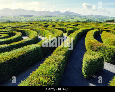 hedge maze against blue sky,Northern Ireland Stock Photo - Alamy