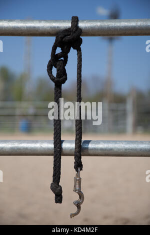 Quarter horse with rope halter in autumn, standing near forest Stock ...
