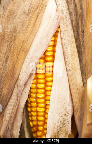 corn cob of yellow color. Mature cereal crop, photographed close-up ...
