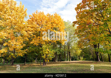 yellowed maple trees in autumn Stock Photo - Alamy