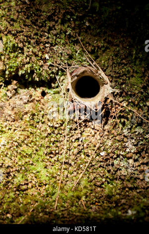 Burrow entrance of Brown Trapdoor Spider (Arbanitis longipes) in ...