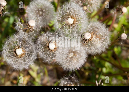 fluffy seed balls Dandelion Head Stock Photo - Alamy