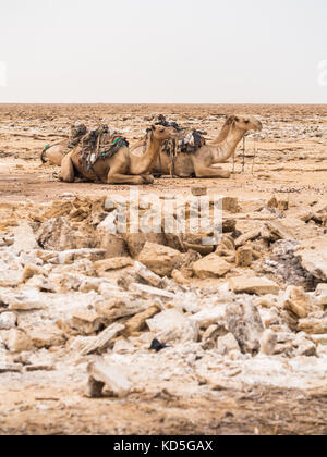 Dromedary camels used to transport amole-salt slabs across the desert ...