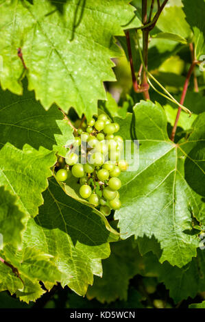Growing bunch of green grapes in summer vineyard, closeup in southern ...