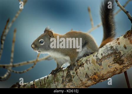 Red squirrel on a cottonwood branch Stock Photo - Alamy
