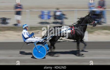 To the finish line - harness racing at the Fryeburg fair, Fryeburg ...