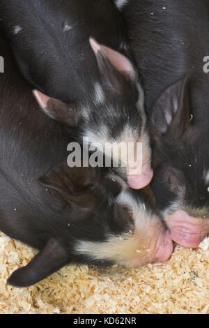 sleeping Maine Coon Stock Photo - Alamy