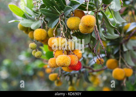 Madrone arbutus berries tree Stock Photo - Alamy
