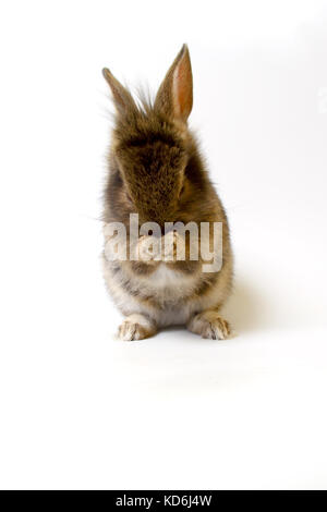 Brown Rabbit on white background Stock Photo - Alamy