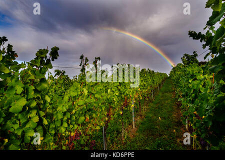 Autumn rainbow over vineyard and hills Stock Photo - Alamy