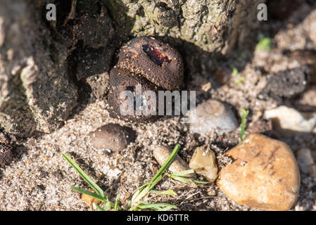 Black Bulgar fungus Bulgaria inquinans growing on fallen log in a Devon ...