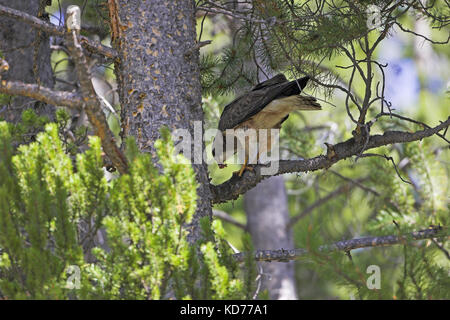 Swainson's Hawk (Buteo swainsoni) in Narrowleaf Cottonwood tree, Aurora ...