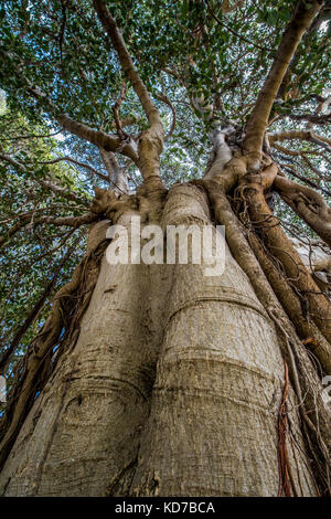 Tree in Callan Park Sydney Australia Stock Photo - Alamy