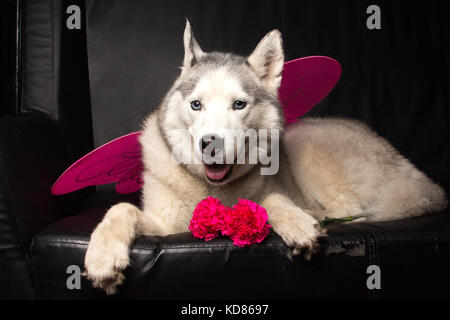 Siberian Husky dog wearing fairy wings Stock Photo - Alamy