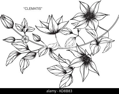 Clematis flower drawing illustration. Black and white with line art ...