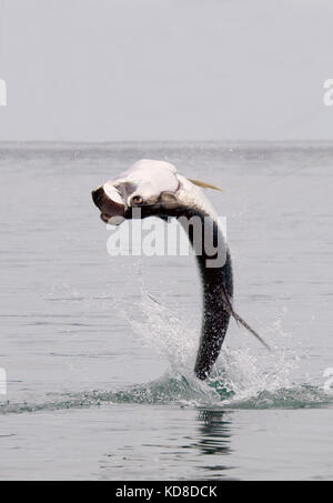 A jumping tarpon caught while fly fishing the Florida Keys near ...