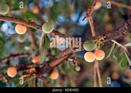 Marula tree fruits in South Africa Stock Photo - Alamy