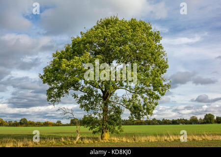 English ash tree, Fraxinus Excelsior. Suffolk, UK Stock Photo - Alamy