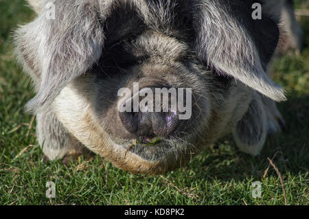 Pig with floppy ears Stock Photo - Alamy