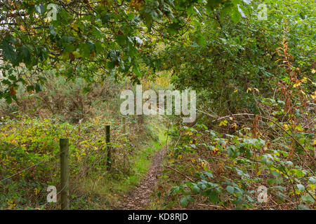 Pathway leading into woodland, Turbary Common Nature Reserve, Dorset ...